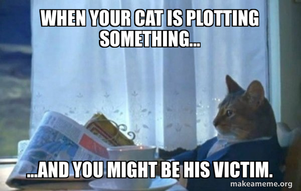 When your cat is plotting something... ...and you might be his victim ...