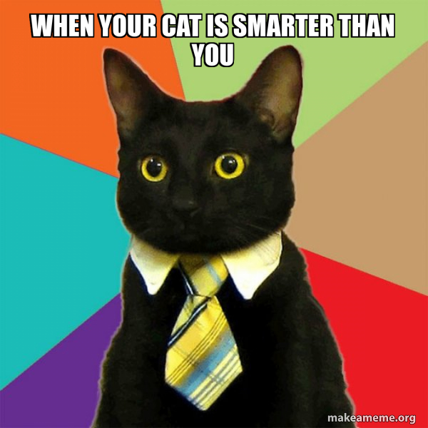 when your cat is SMARTER than you - Business Cat Meme Generator