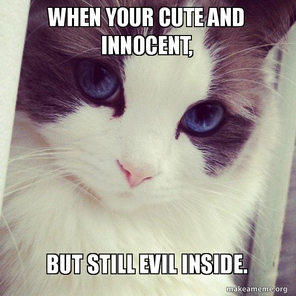 Innocent Cat Memes Innocent Cat Face' Sticker | Spreadshirt