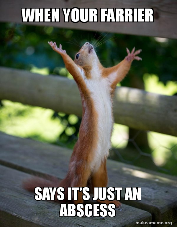 When your farrier Says itâ€™s just an abscess - Happy Squirrel Meme ...