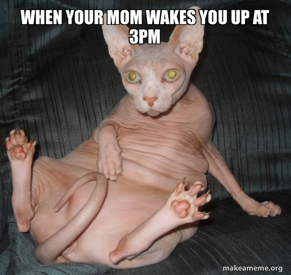when your mom wakes you up at 3pm - Hairless Cat Meme Generator