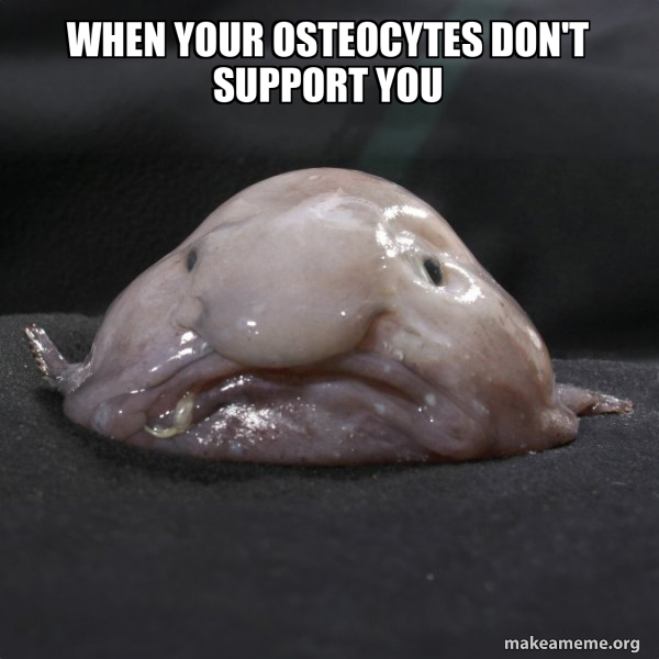 when your osteocytes don't support you - Blobfish Meme Generator