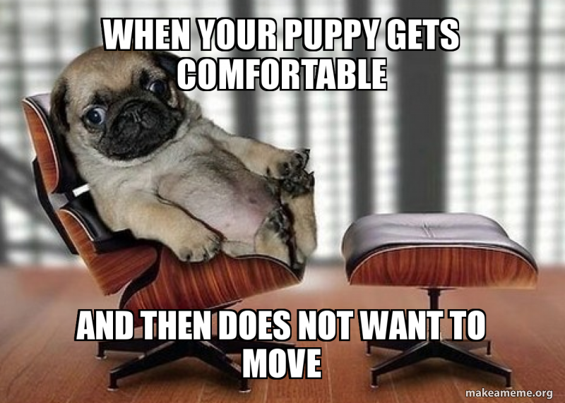 when your PUPPY gets comfortable and then does not want to MOVE Meme ...