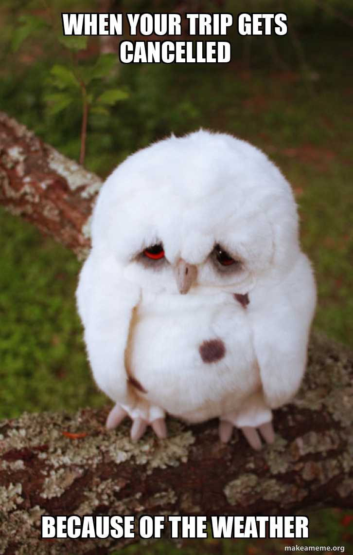 when your trip gets cancelled because of the weather - Sad Owl Meme ...