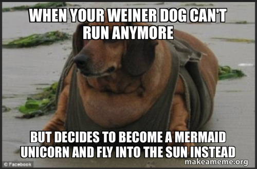 When your weiner dog can't run anymore But decides to become a mermaid ...