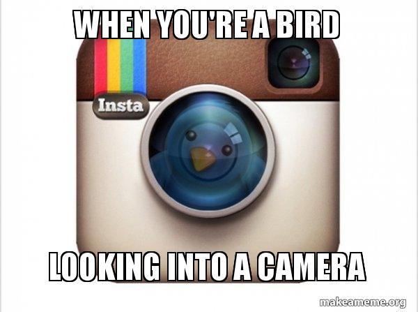 When you're a bird Looking into a camera - Instagram twitter Meme Generator