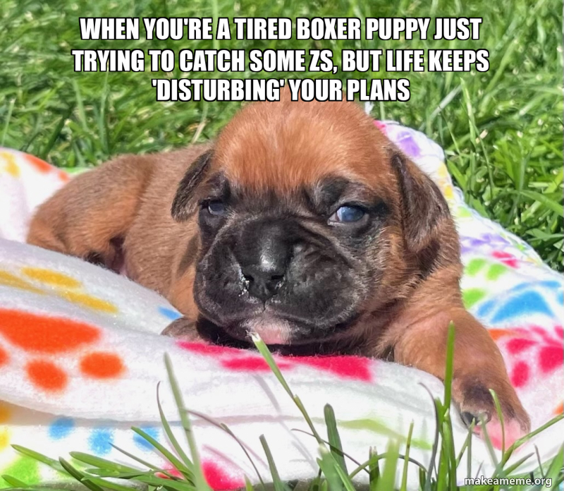 When you're a tired boxer puppy just trying to catch some Zs, but life ...