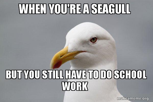 when you're a seagull but you still have to do school work - Stuff That ...