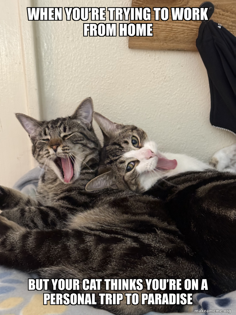 When you’re trying to work from home But your cat thinks you’re on a ...