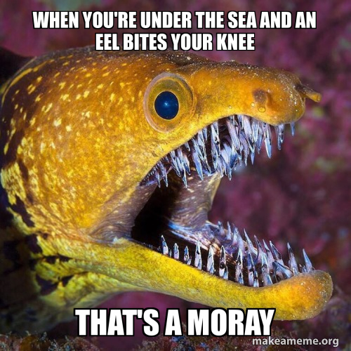 When you're under the sea and an eel bites your knee That's a moray ...
