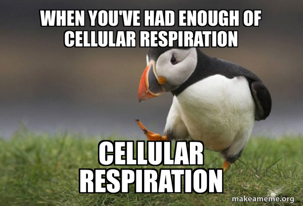 When You've Had Enough Of Cellular Respiration Cellular Respiration ...