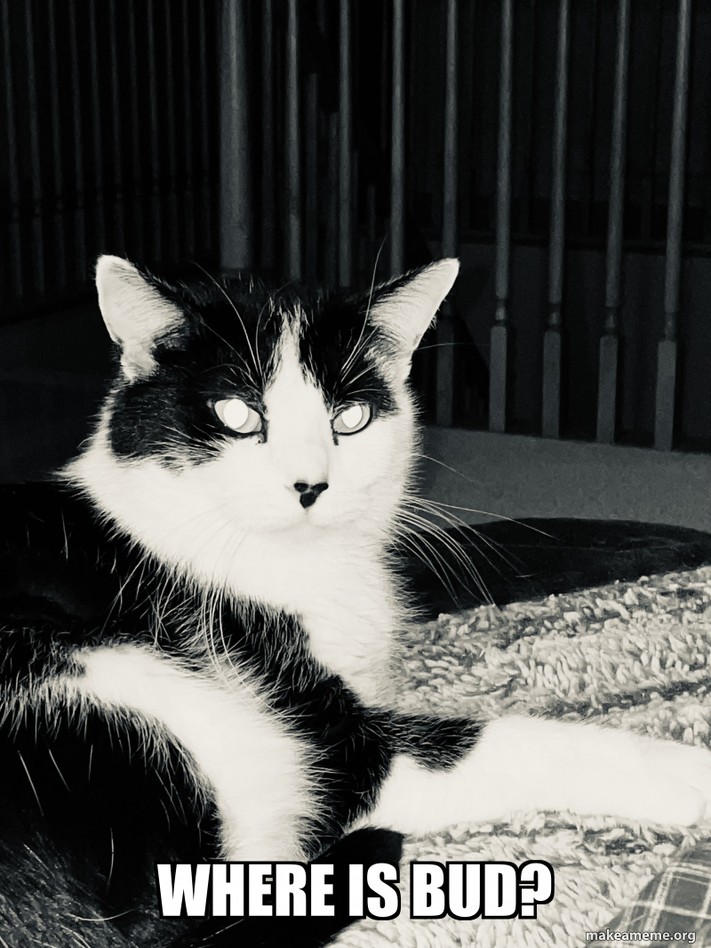 Where is bud? Meme Generator