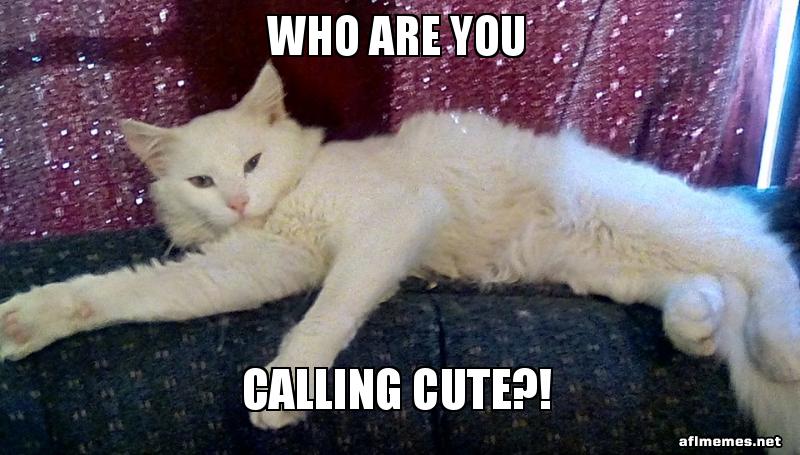 Who are you calling cute?! - Amanda Kitty Meme Generator