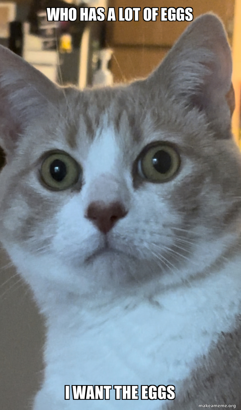 Who has a lot of eggs I want the Eggs Meme Generator