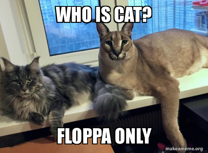 Who is cat? Floppa only Meme Generator