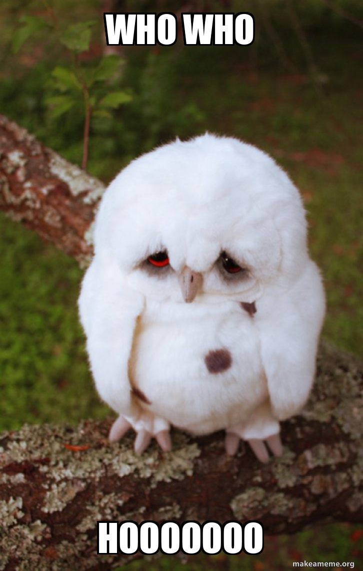 who who hooooooo - Sad Owl Meme Generator