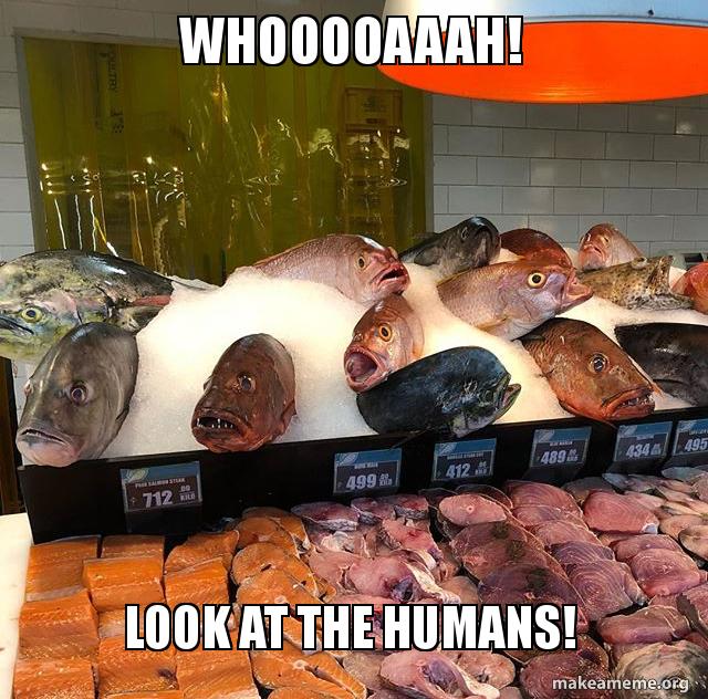 Whooooaaah! Look at the humans! - Whoa fishy! Meme Generator