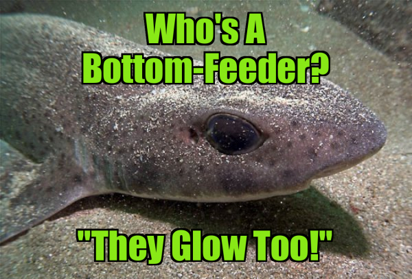 Who's A Bottom-Feeder? "They Glow Too!" - Dirty Joke Dogfish | Make a Meme