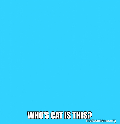 who's cat is this? Meme Generator
