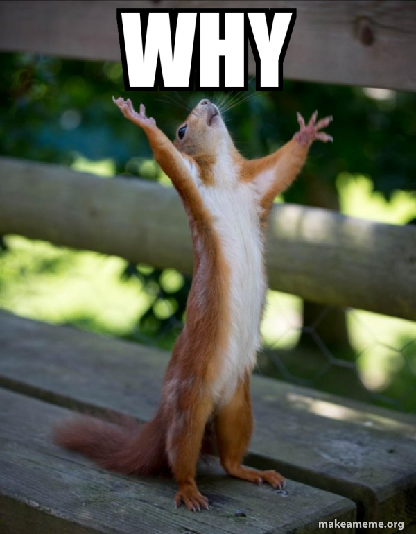 Why - Happy Squirrel Meme Generator