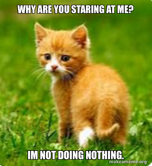 Why are you staring at me? Im not doing nothing. - Cat doing nothing ...