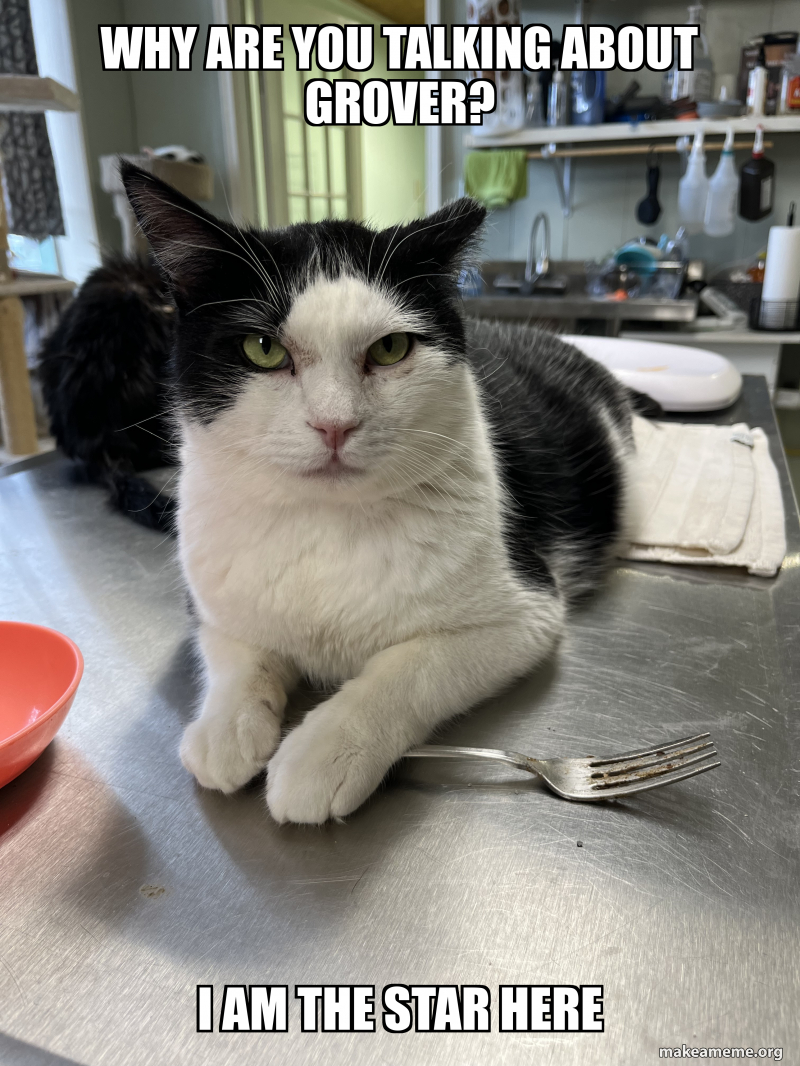 Why are you talking about Grover? I am the star here Meme Generator