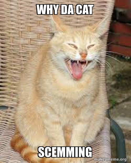 WHY DA CAT Scemming - scemmer Meme Generator