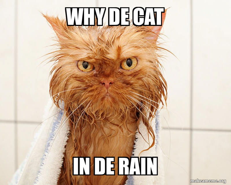WHY DE CAT IN DE RAIN Meme Generator