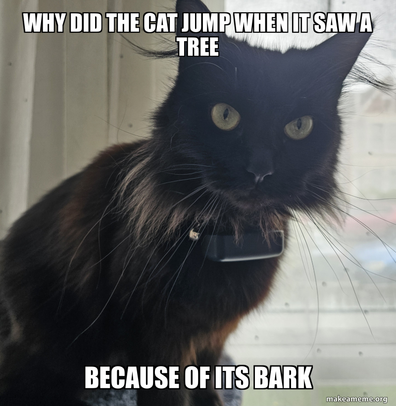 Why did the cat jump when it saw a tree Because of its bark Meme Generator