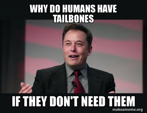 Why do humans have tailbones if they don't need them - Elon Musk Meme ...