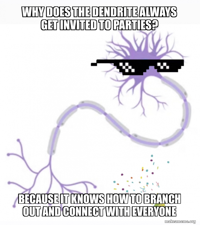 why does the dendrite always get invited to parties? because it knows ...
