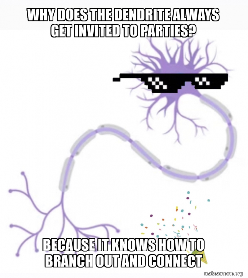why does the dendrite always get invited to parties? because it knows ...