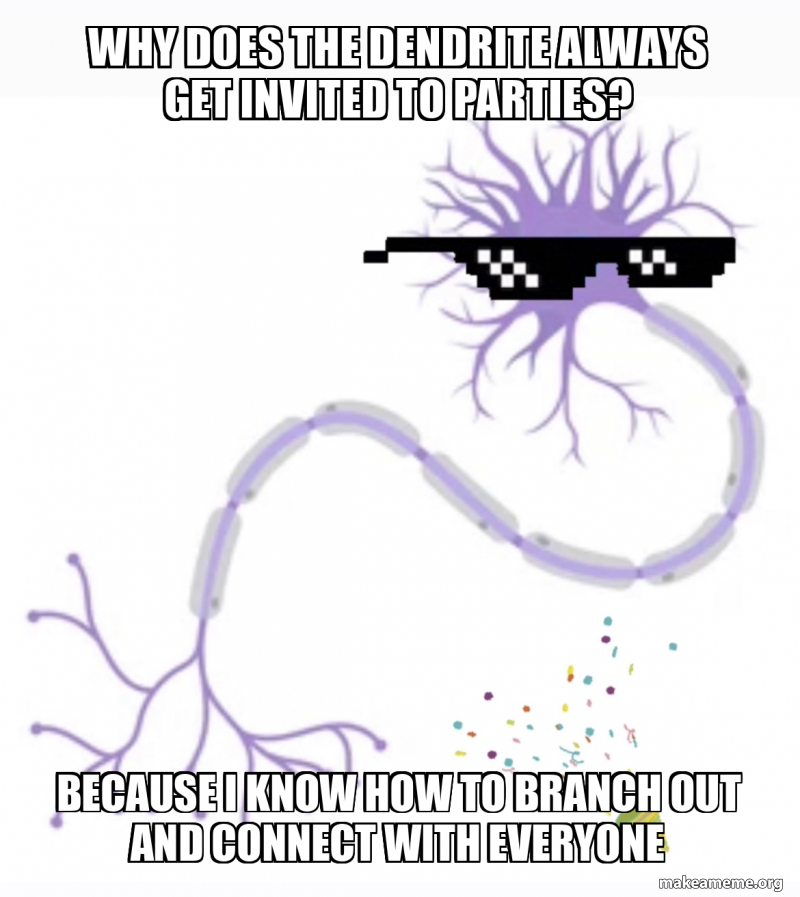 Why does the dendrite always get invited to parties? because i know how ...