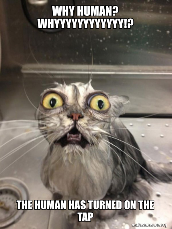 WHY HUMAN? WHYYYYYYYYYYYY!? The human has turned on the tap - Cat bath ...