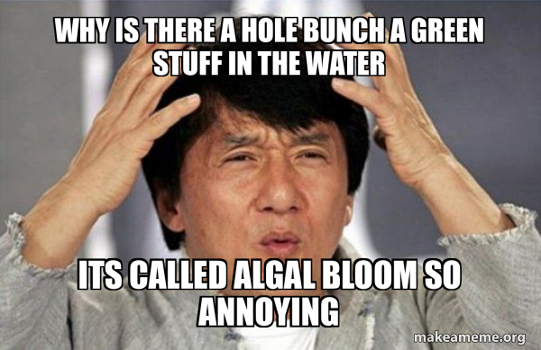 why is there a hole bunch a green stuff in the water its called ALGAL ...