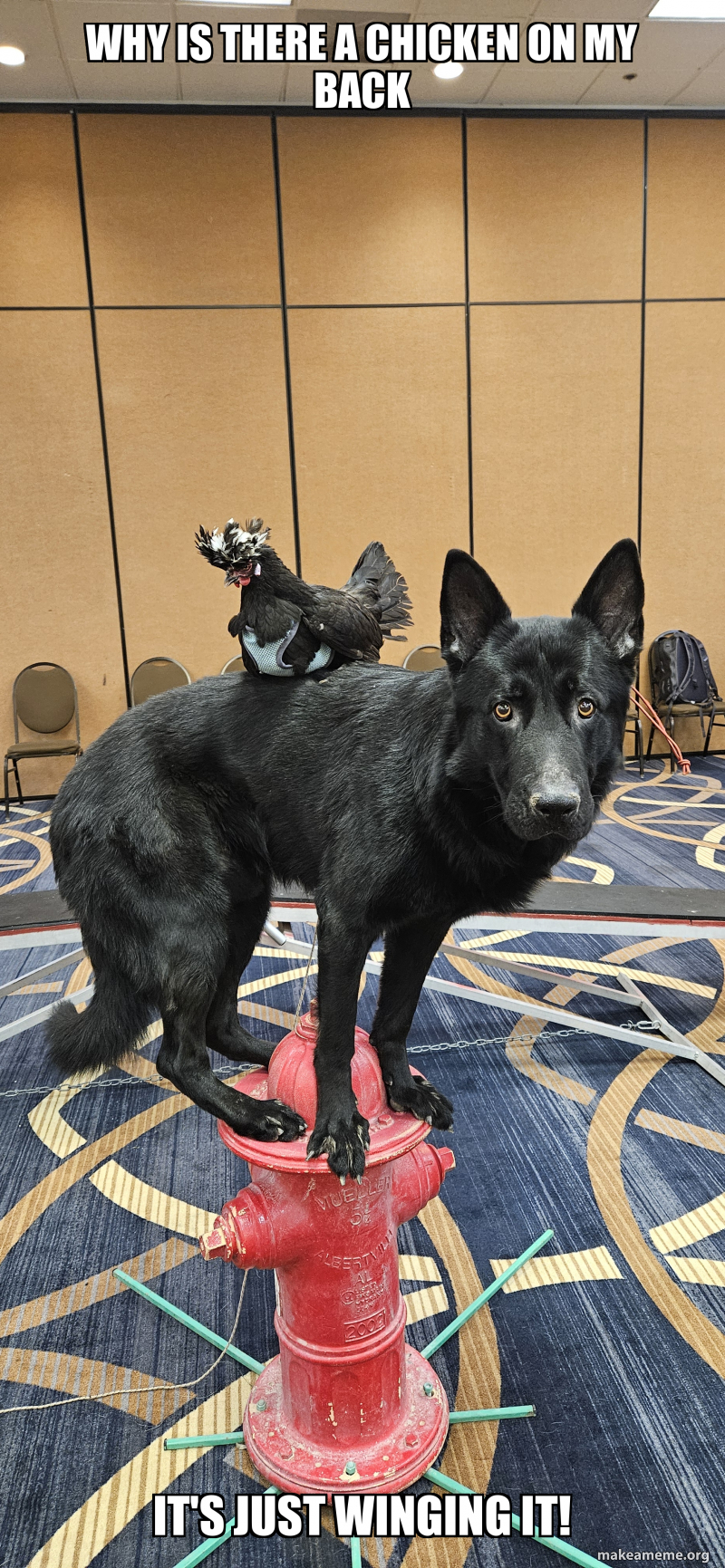 Why is there a chicken on my back It's just winging it! - I'm listening ...