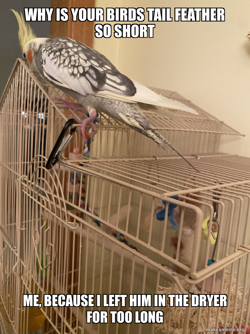 Why is your birds tail feather so short Me, because i left him in the ...