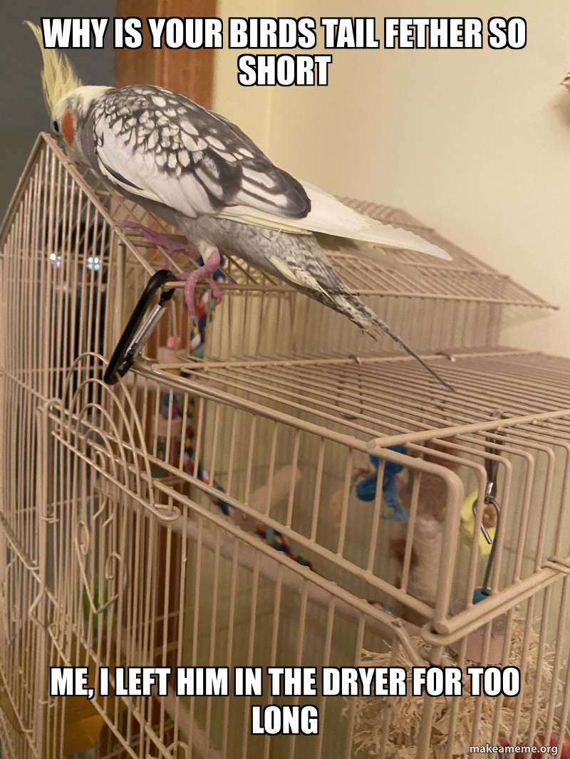 Why is your birds tail fether so short Me, i left him in the dryeR for ...