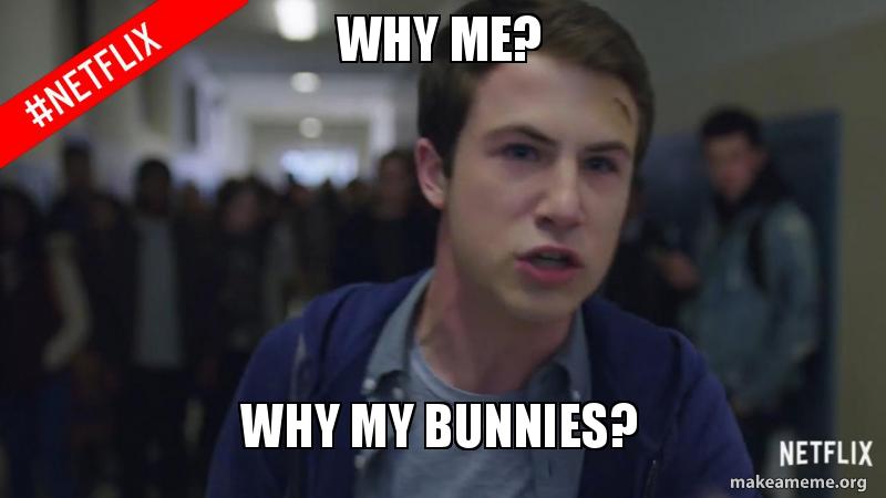 Why me? Why MY bunnies? Meme Generator