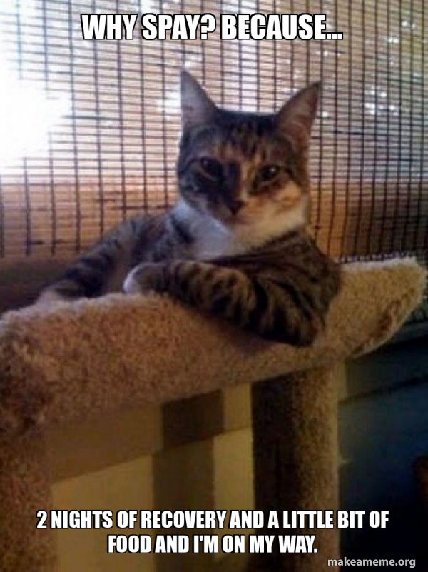 Why Spay? Because... 2 nights of recovery and a little bit of food and ...