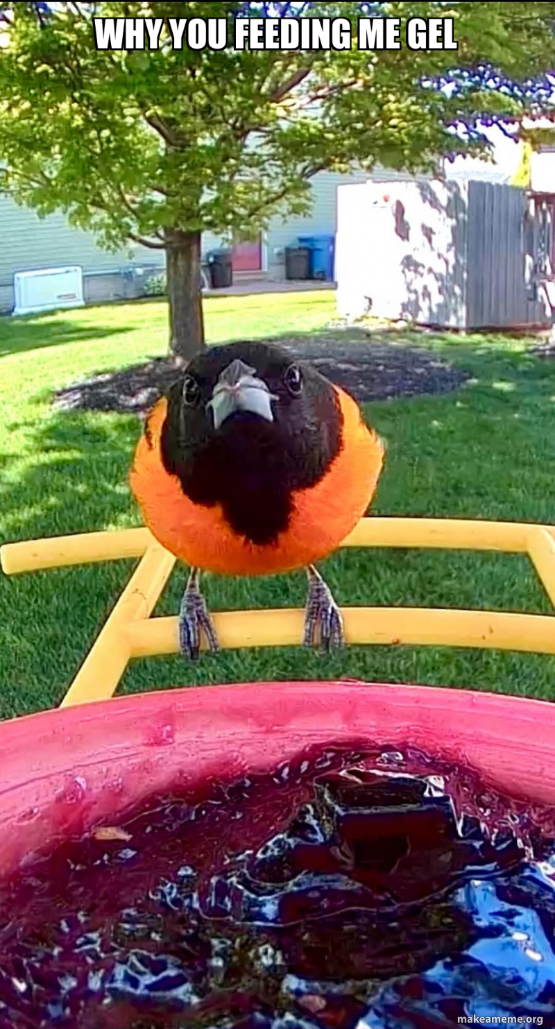 Why you feeding me GEL Meme Generator