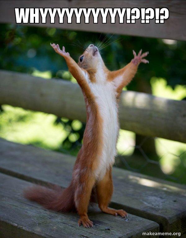 WHYYYYYYYYYY!?!?!? - Happy Squirrel Meme Generator