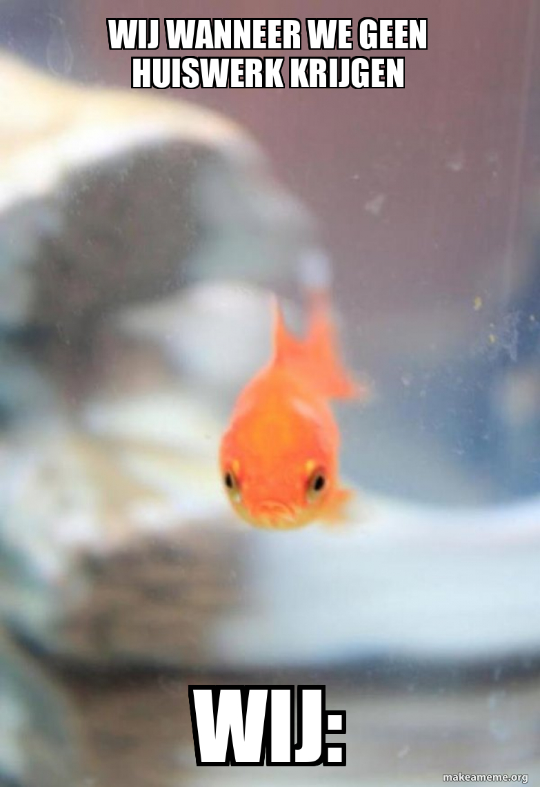 Wij wanneer we geen huiswerk krijgen Wij: - Grumpy Fish Meme Generator