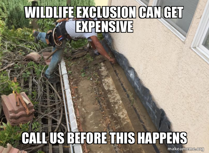 wildlife exclusion can get expensive call us before this happens Meme ...