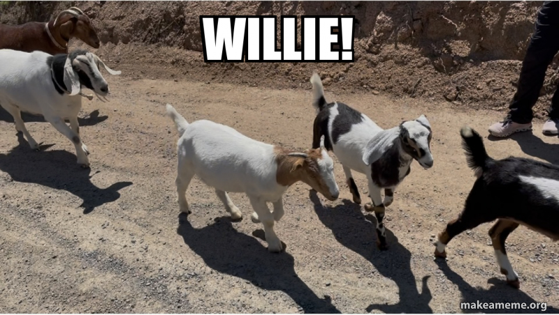 Willie! Meme Generator