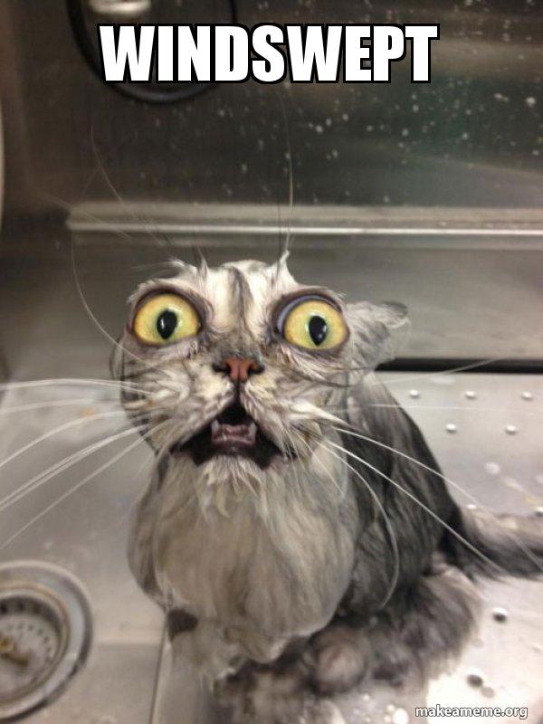 windswept - Cat bath Meme Generator