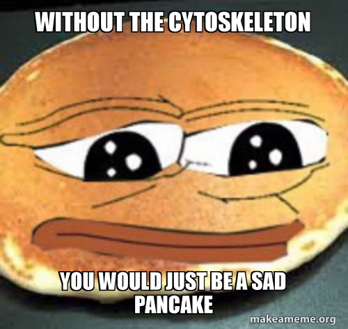 Without the Cytoskeleton you would just be a sad pancake Meme Generator