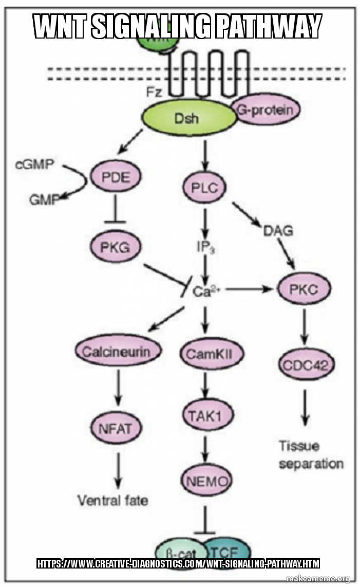 wnt signaling pathway https://www.creative-diagnostics.com/wnt ...
