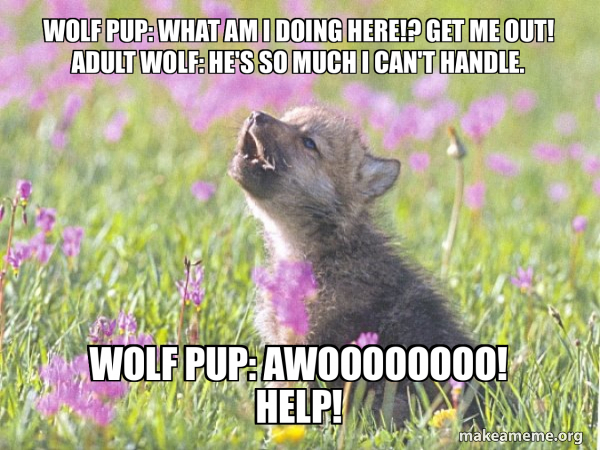 Wolf pup: What am I doing here!? Get me out! Adult wolf: He's so much I ...