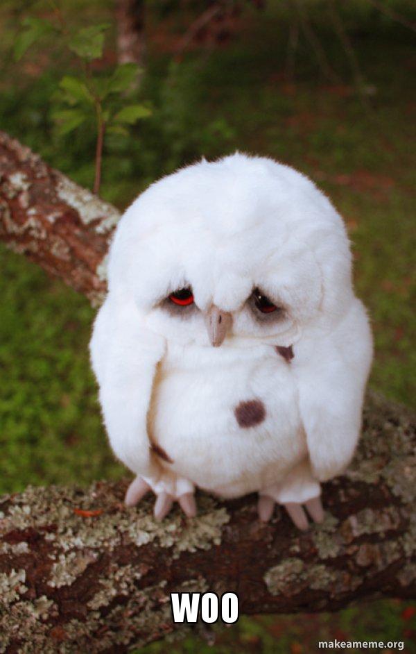 woo - Sad Owl Meme Generator
